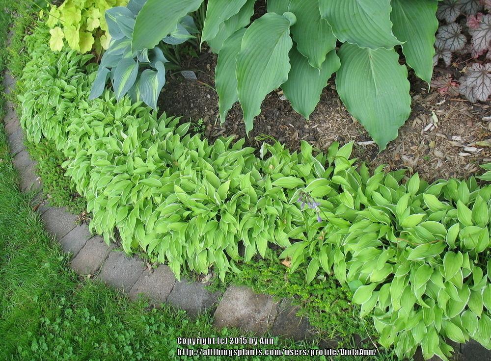 Hosta 'Lemon Frost' in the Hostas Database - Garden.org