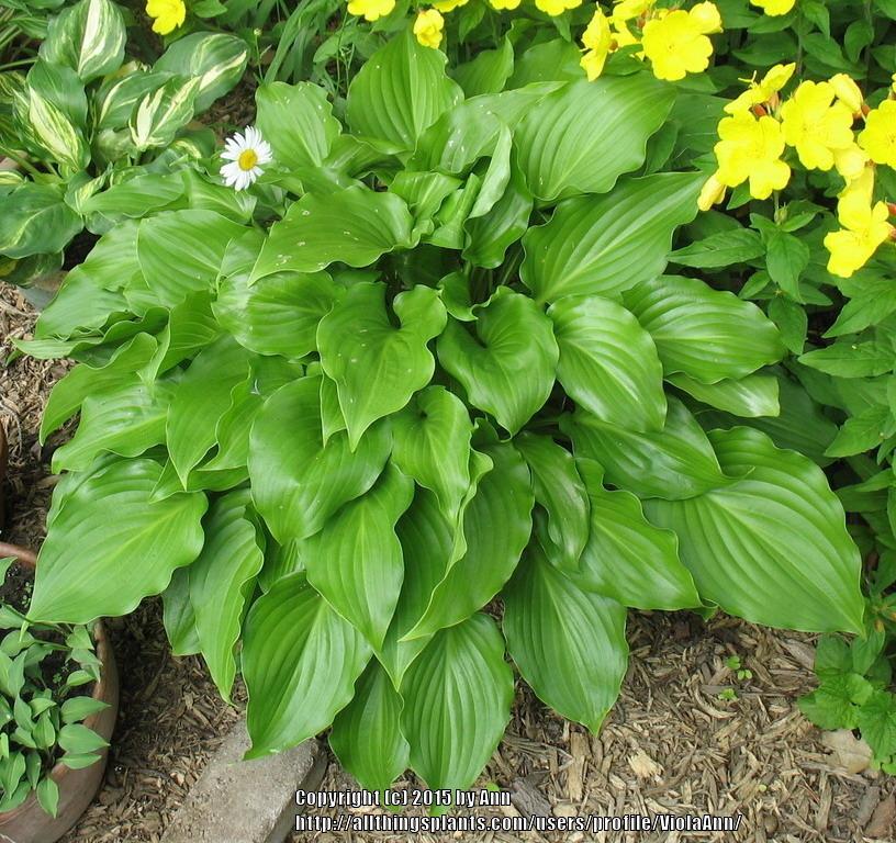 Hosta 'Obsession' in the Hostas Database - Garden.org