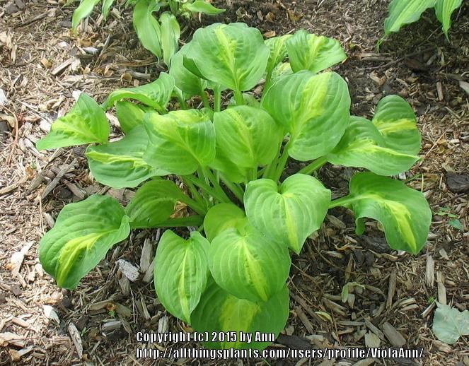 Hosta 'Mango Tango' in the Hostas Database - Garden.org