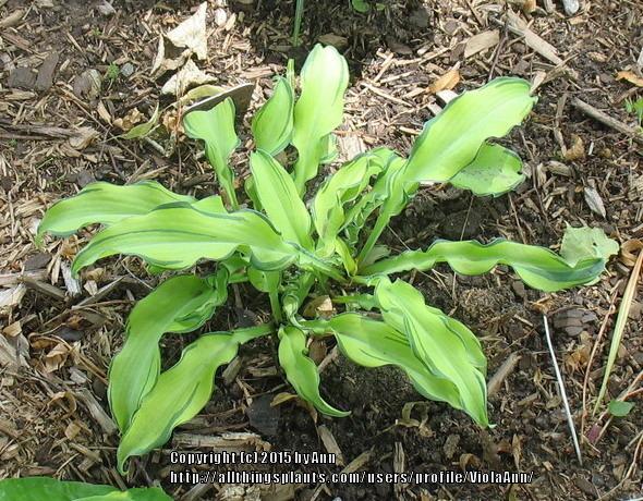 Photo of the entire plant of Hosta 'Ripple Effect' posted by ViolaAnn ...