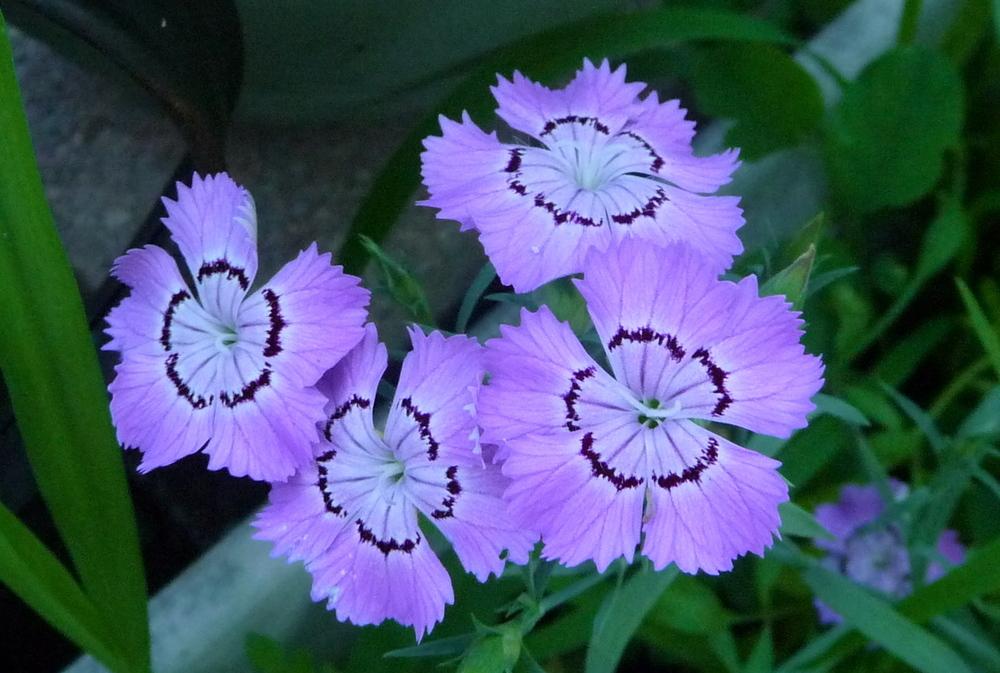 Photo of the bloom of Amur Pink (Dianthus chinensis 'Siberian Blues ...
