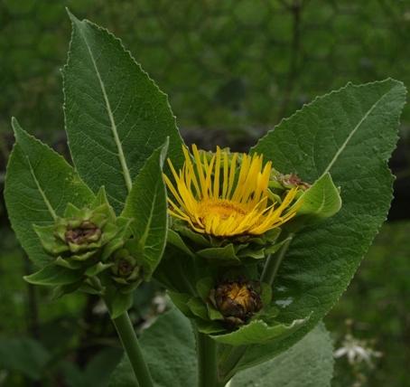 Photo of the bloom of Himalayan Daisy (Cremanthodium arnicoides) posted ...