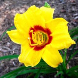 Daylily (Hemerocallis 'Siloam June Bug') in the Daylilies Database ...