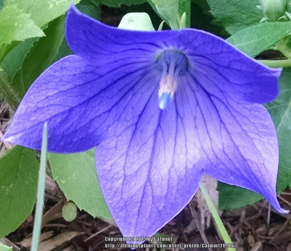 Photo of the closeup of buds, sepals and receptacles of Balloon Flower ...