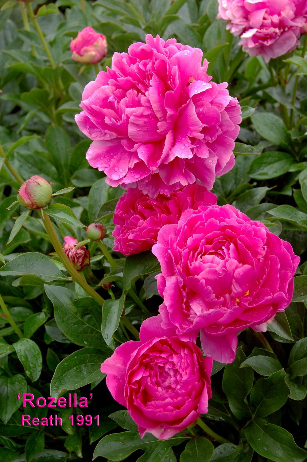 Photo of the bloom of Peony (Paeonia 'Rozella') posted by Mikey ...