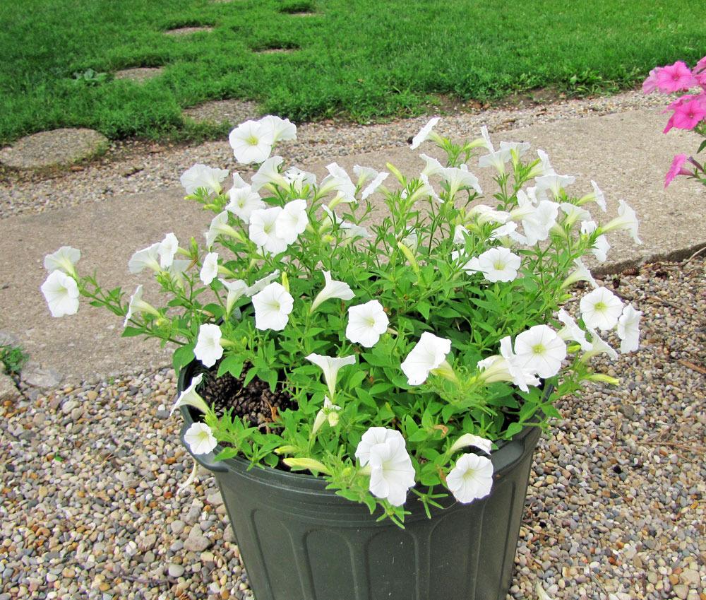 Milliflora Spreading/Trailing Petunia (Petunia Shock Wave® Coconut) in ...