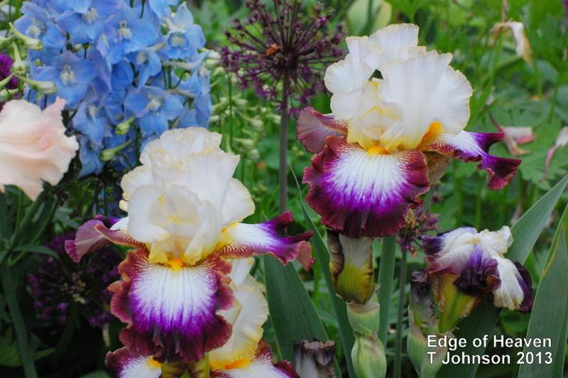 Photo of the bloom of Tall Bearded Iris (Iris 'Edge of Heaven') posted ...