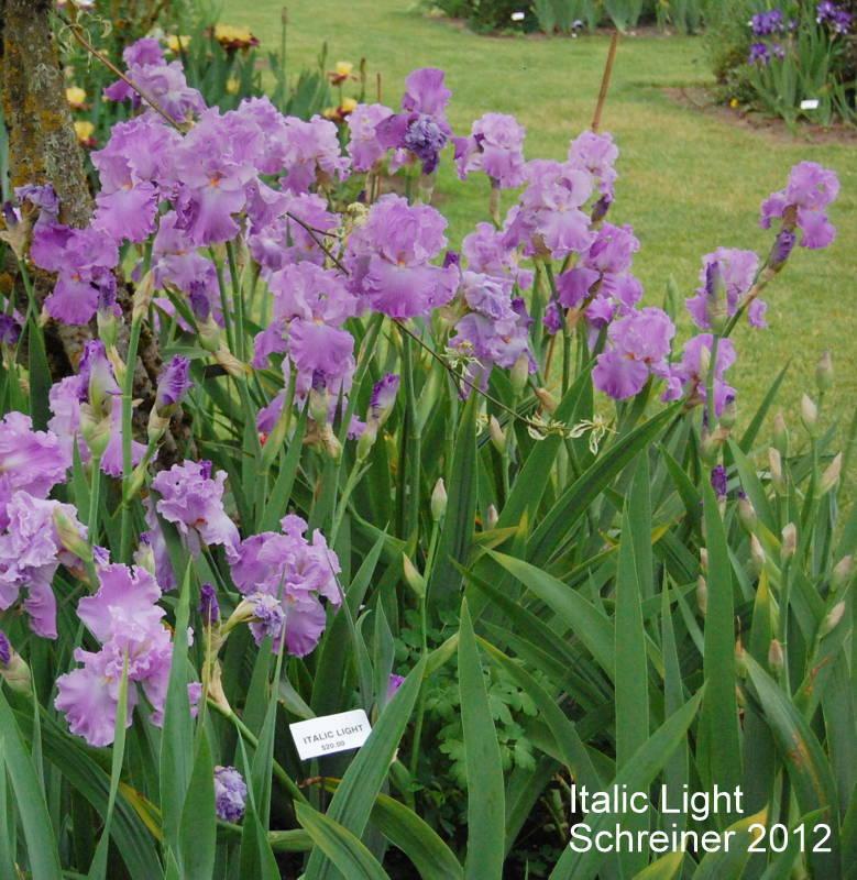Photo of the entire plant of Tall Bearded Iris (Iris 'Italic Light ...