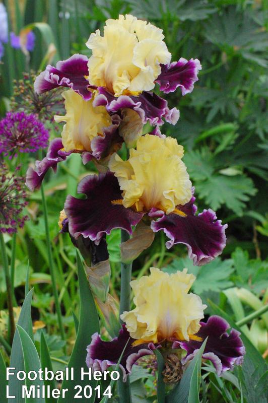 Photo of the bloom of Tall Bearded Iris (Iris 'Football Hero') posted ...