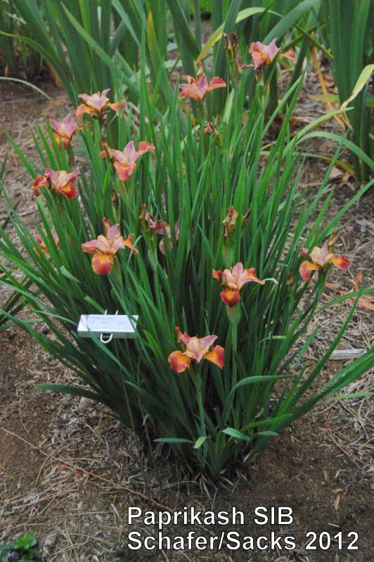 Photo of the entire plant of Siberian Iris (Iris 'Paprikash') posted by ...