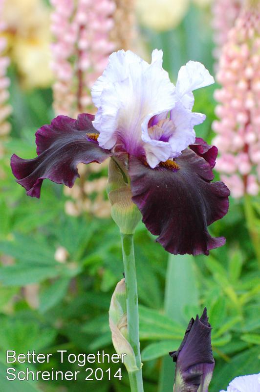 Photo of the bloom of Tall Bearded Iris (Iris 'Better Together') posted ...