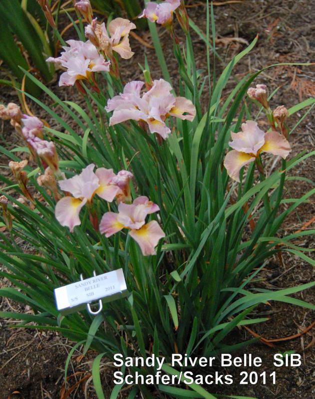 Photo of the entire plant of Siberian Iris (Iris 'Sandy River Belle') posted by coboro - Garden.org