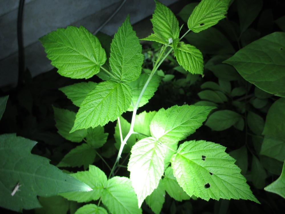 Raspberry (Rubus glaucus) in the Rubus Database - Garden.org