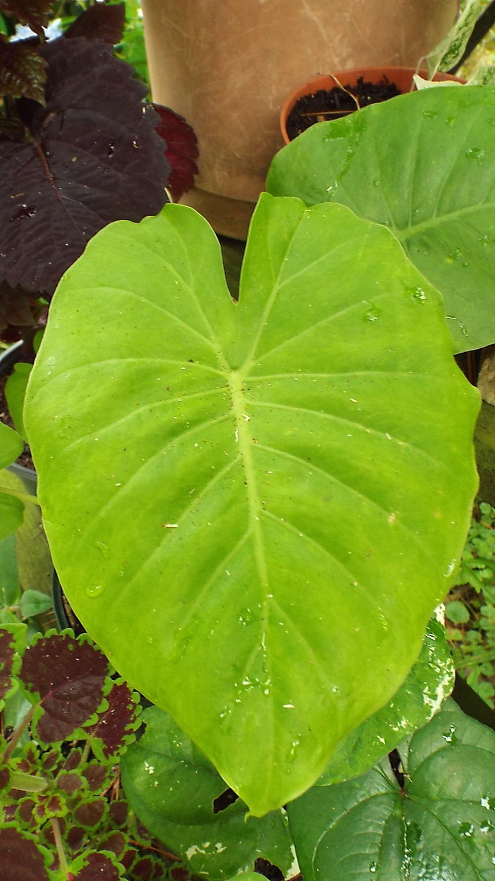 Photo of the leaves of Dwarf Elephant Ear (Englerarum montanum) posted ...