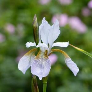 Siberian Iris (Iris 'Mrs. Rowe') in the Irises Database - Garden.org