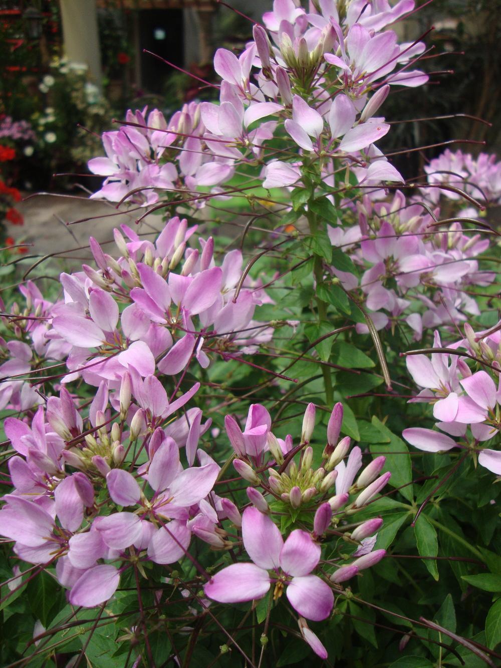 Photo of the bloom of Spider Flower (Cleome Clio™ Magenta) posted by ...