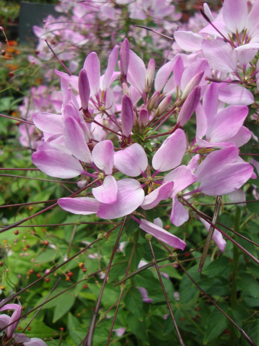 Photo of the bloom of Spider Flower (Cleome Clio™ Magenta) posted by ...