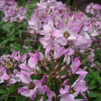 Photo of the bloom of Spider Flower (Cleome Clio™ Magenta) posted by ...