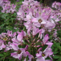 Photo of the bloom of Spider Flower (Cleome Clio™ Magenta) posted by ...