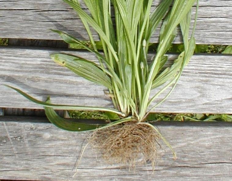 Photo of the roots of English Plantain (Plantago lanceolata) posted by ...