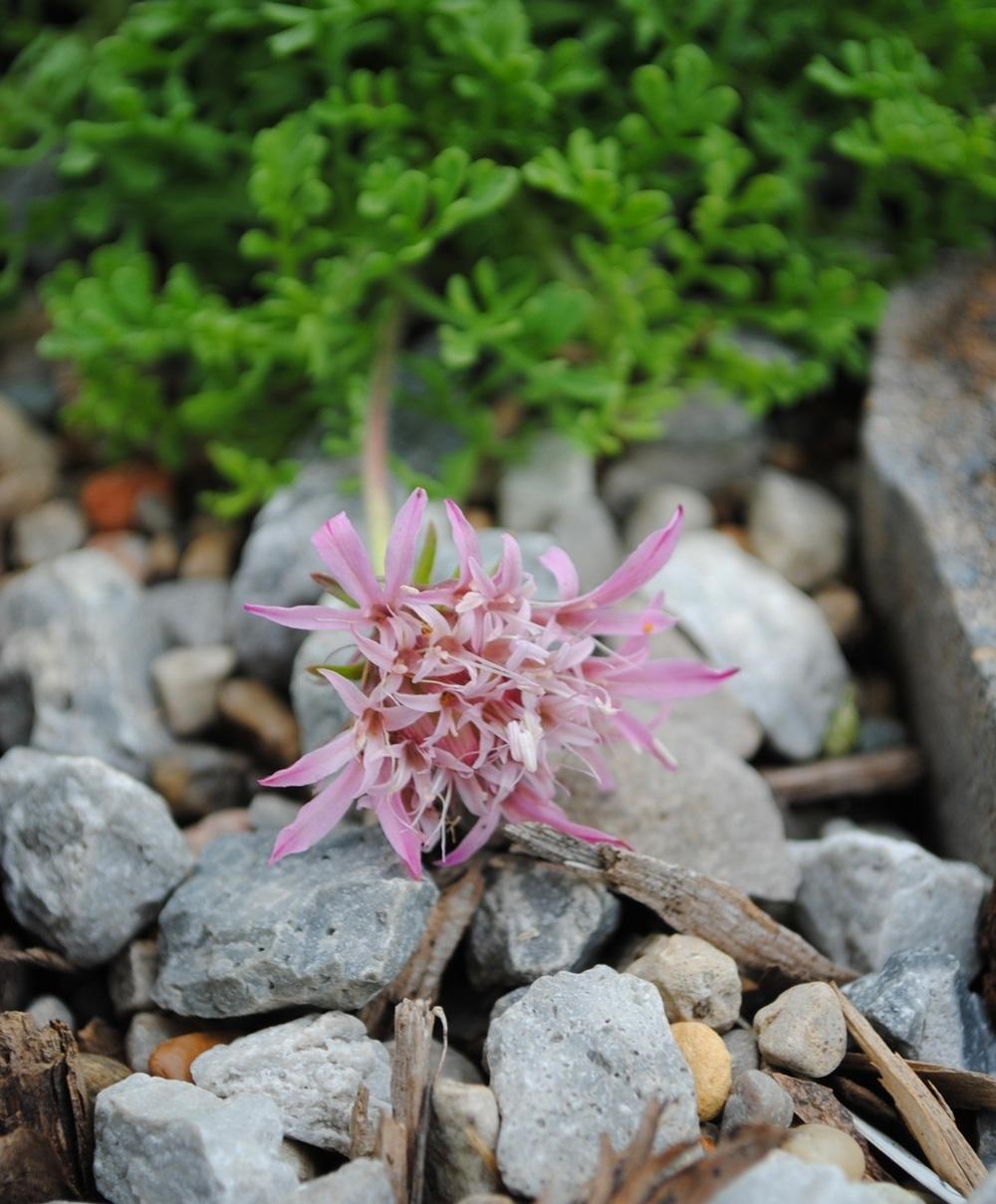 Photo of the bloom of Pterocephalus depressus posted by chelle - Garden.org