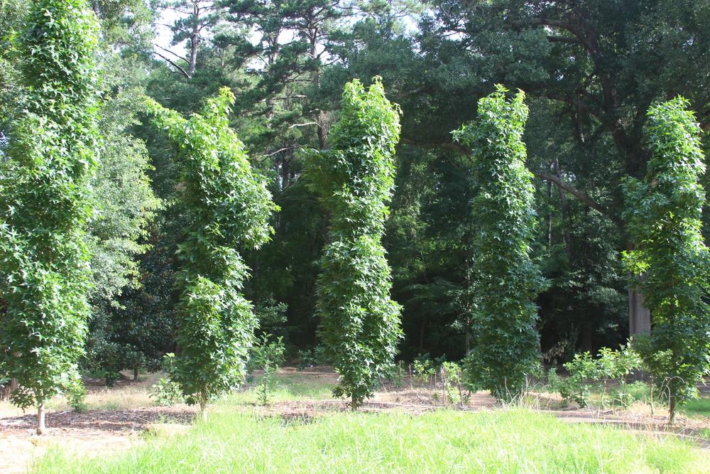Photo of the entire plant of Columnar Sweetgum (Liquidambar styraciflua ...