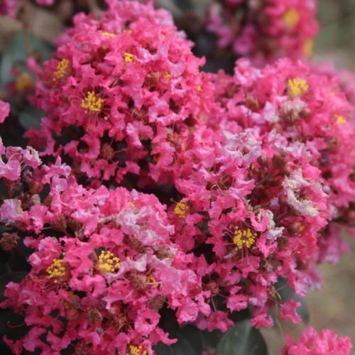Crape Myrtle (Lagerstroemia indica 'Coral Magic') in the Crepe Myrtles ...
