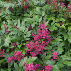Photo of the bloom of False Spirea (Astilbe 'Red Sentinel') posted by ...
