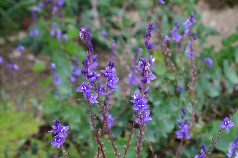 Photo of the bloom of Digger's Speedwell (Veronica perfoliata) posted ...
