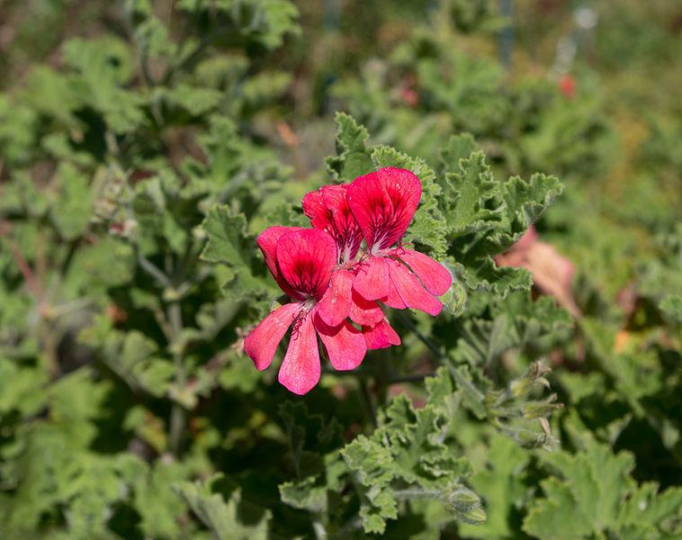 Pelargonium 'Shrubland Rose' in the Pelargoniums Database - Garden.org