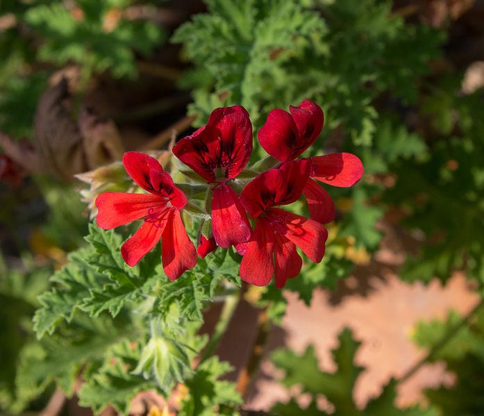 Scented Geranium (Pelargonium 'Old Scarlet Unique') in the Pelargoniums ...