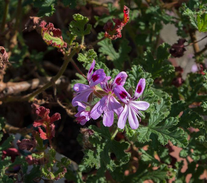 Oak-leaved Geranium (Pelargonium quercifolium 'Staghorn Oak') in the ...