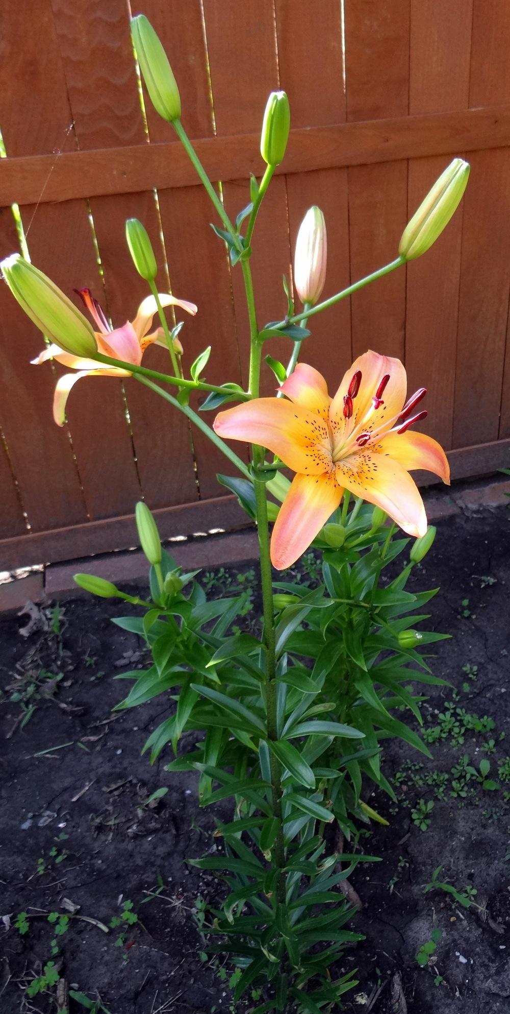 Photo of the entire plant of Lily (Lilium 'Master Gardener') posted by ...