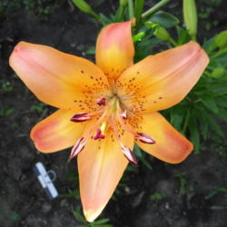 Photo of the entire plant of Lily (Lilium 'Master Gardener') posted by ...