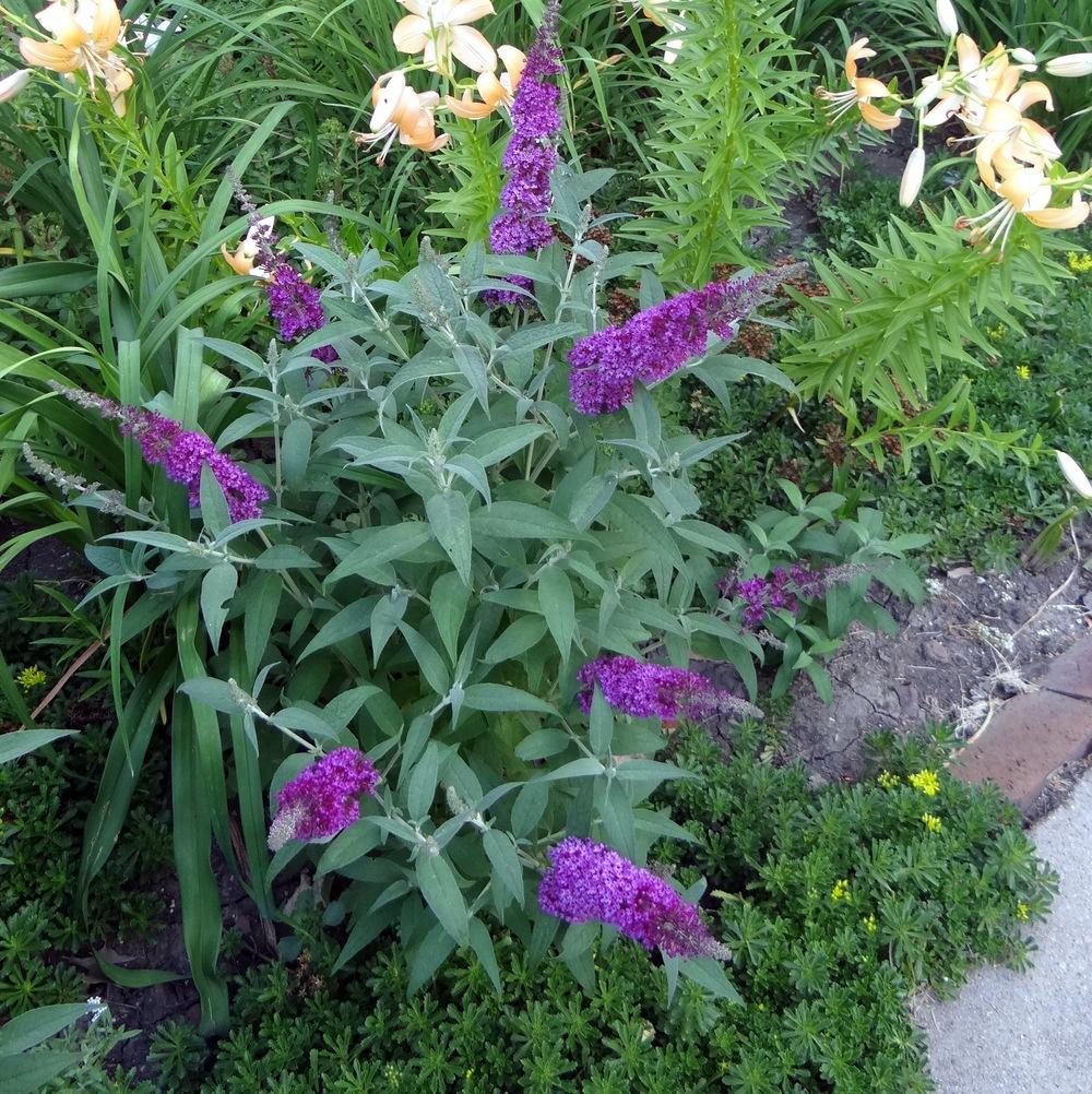 Photo of the entire plant of Butterfly Bush (Buddleja Buzz™ Magenta ...