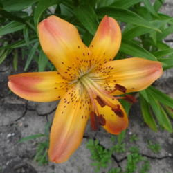 Photo of the entire plant of Lily (Lilium 'Master Gardener') posted by ...