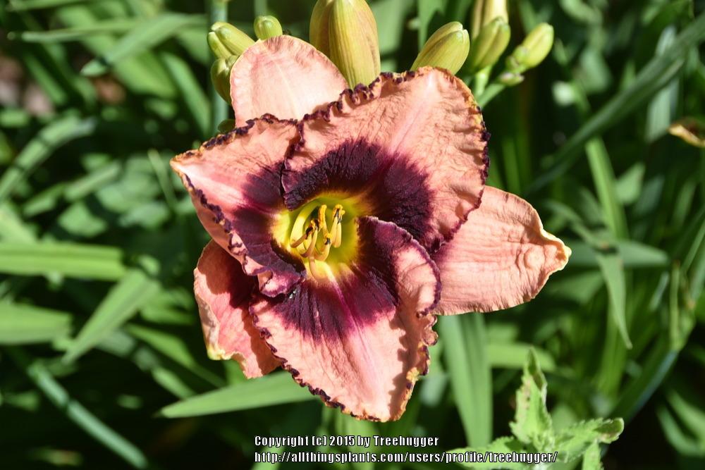 Photo of the bloom of Daylily (Hemerocallis 'Daring Deception') posted ...