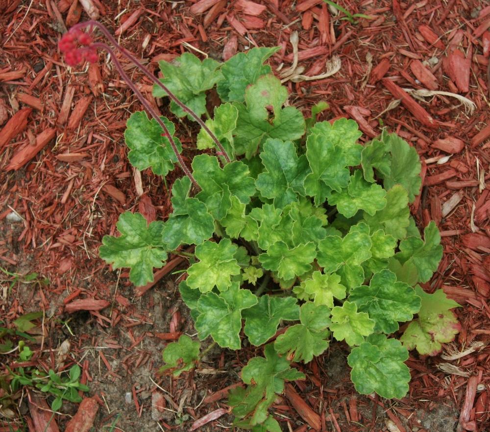 Photo of the entire plant of Coral Bells (Heuchera sanguinea 'Splendens ...