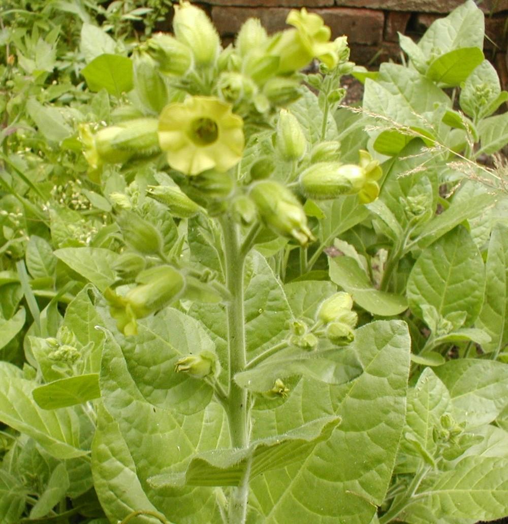 Photo of the bloom of Wild Tobacco (Nicotiana rustica) posted by admin ...