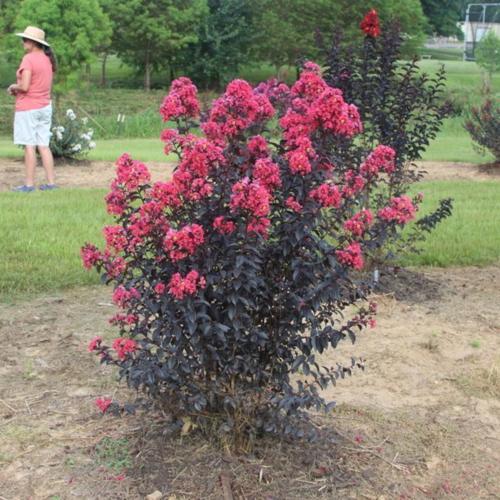 Crepe Myrtle (Lagerstroemia Midnight Magic™) in the Crepe Myrtles ...