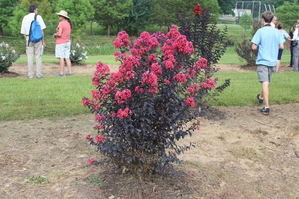 Crepe Myrtles: Plant Care and Collection of Varieties - Garden.org