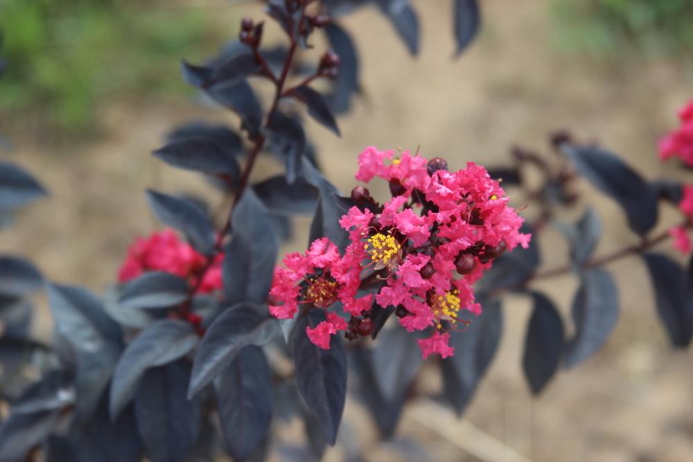 Photo of the bloom of Crepe Myrtle (Lagerstroemia Midnight Magic ...