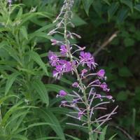 Photo of the bloom of Fireweed (Chamaenerion angustifolium subsp. angustifolium) posted by ...