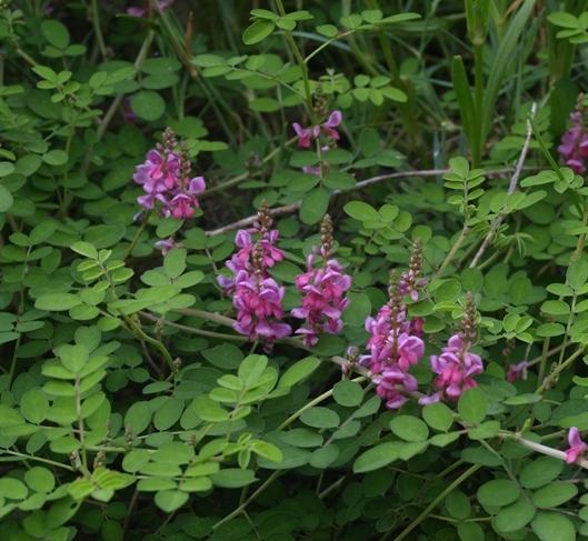 Dwarf False Indigo (Indigofera pseudotinctoria) - Garden.org