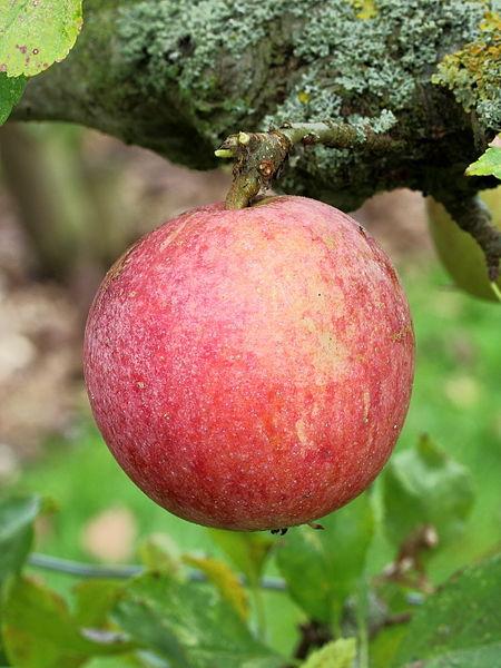 Apple (Malus domestica 'Allington Pippin') in the Apples Database - Garden.org