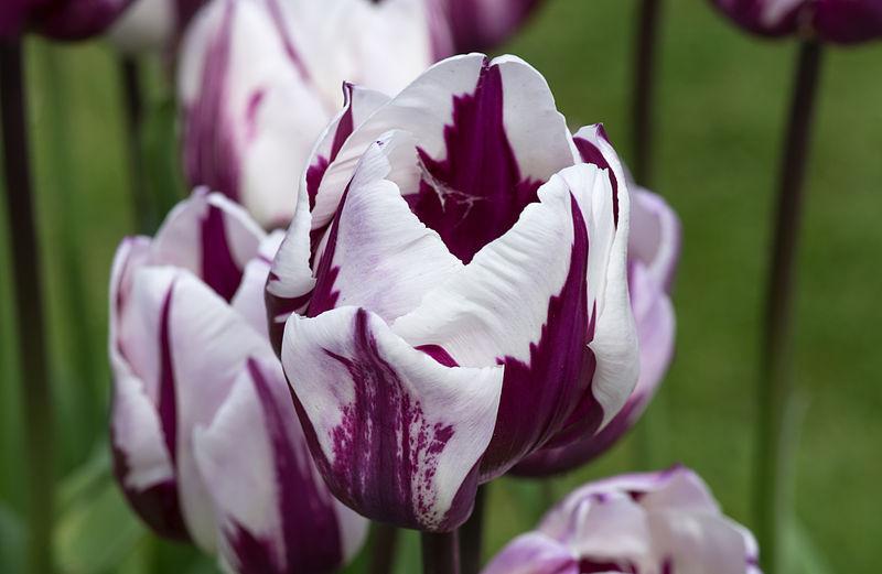 Photo of the bloom of Tulip (Tulipa 'Rems Favourite') posted by ...
