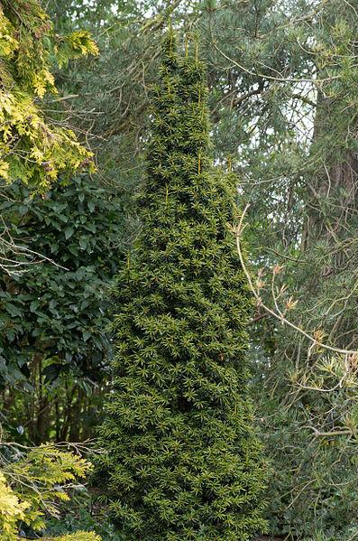 English Yew (Taxus baccata 'Fastigiata Aurea') - Garden.org