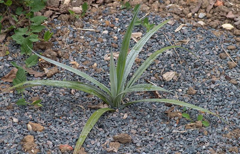Mountain Astelia (Astelia nervosa) - Garden.org