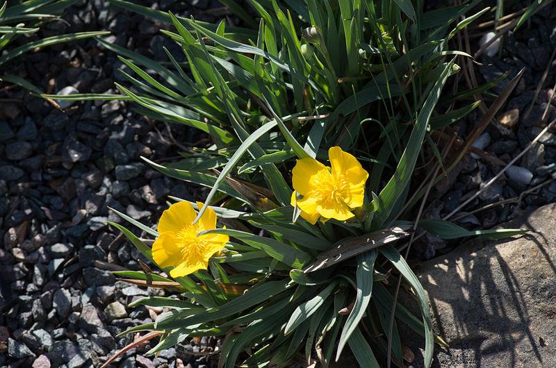 Photo of the entire plant of Grassy-Leaved Buttercup (Ranunculus ...