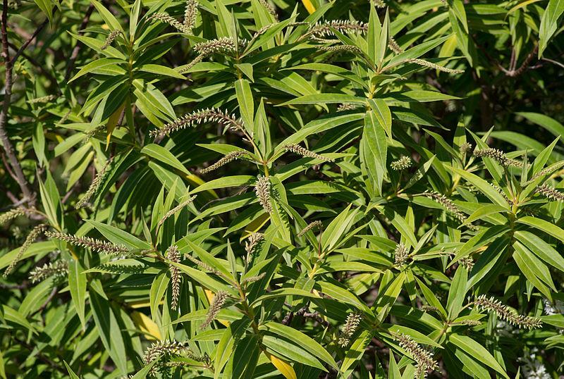 Koromiko (Veronica salicifolia) in the Veronicas Database - Garden.org